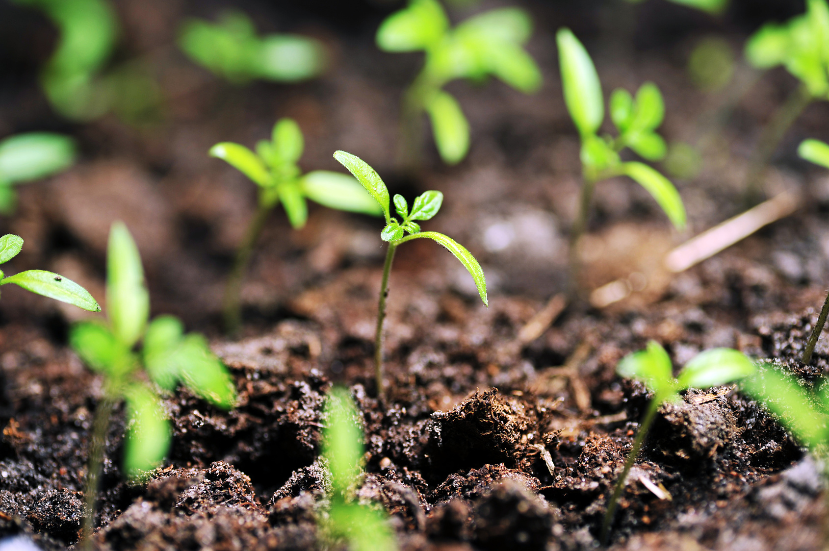 Effective and Efficient – Budenheim’s Products for Successful Seamless ...